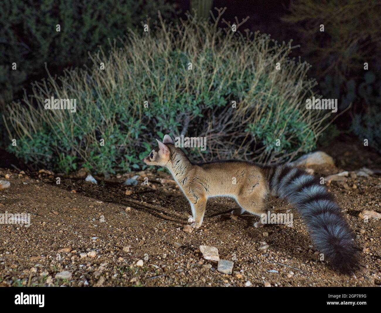 Ringtail cat hi-res stock photography and images - Alamy