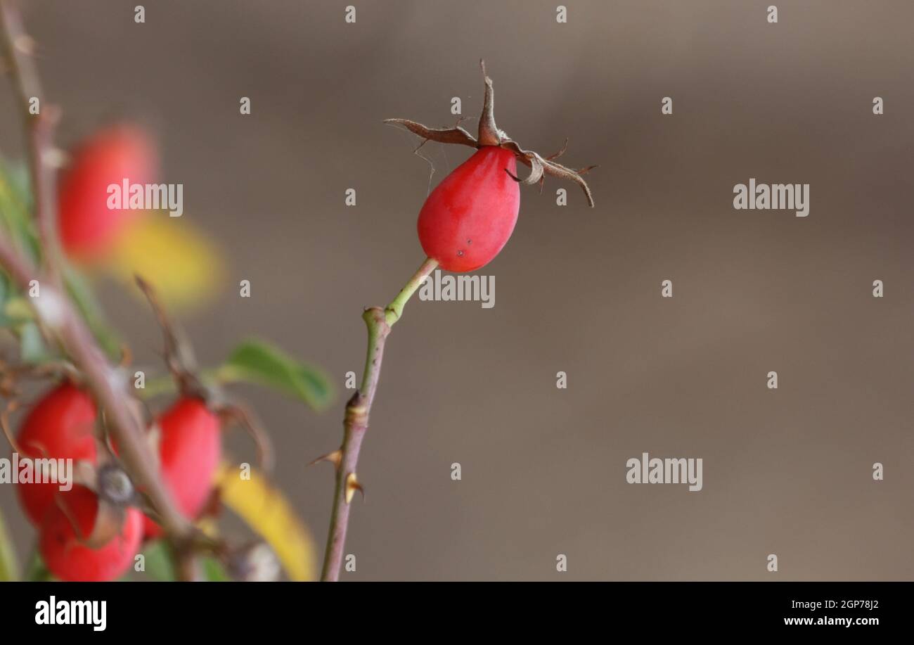 Ripe fruits of wild rose hips ripe in autumn Stock Photo - Alamy