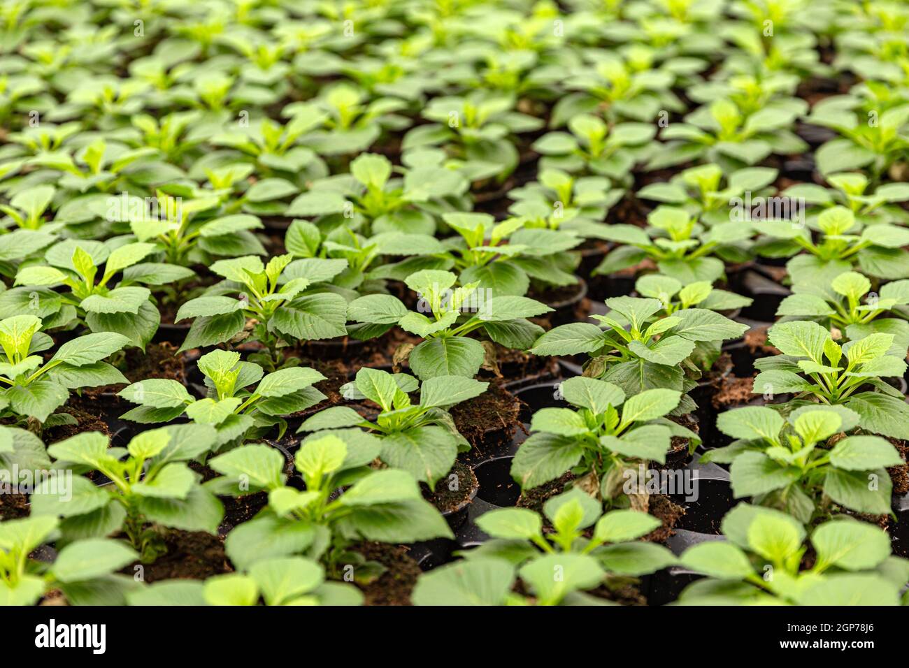 Young flower plants growing in a greenhouse. Flower plant nursery Stock ...