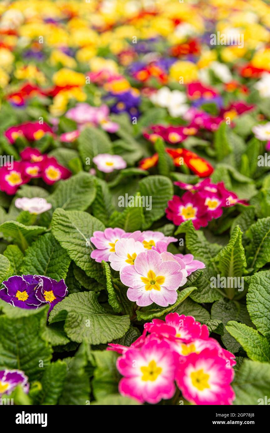 Colorful primulas in a greenhouse. Close up view of flowering primrose ...