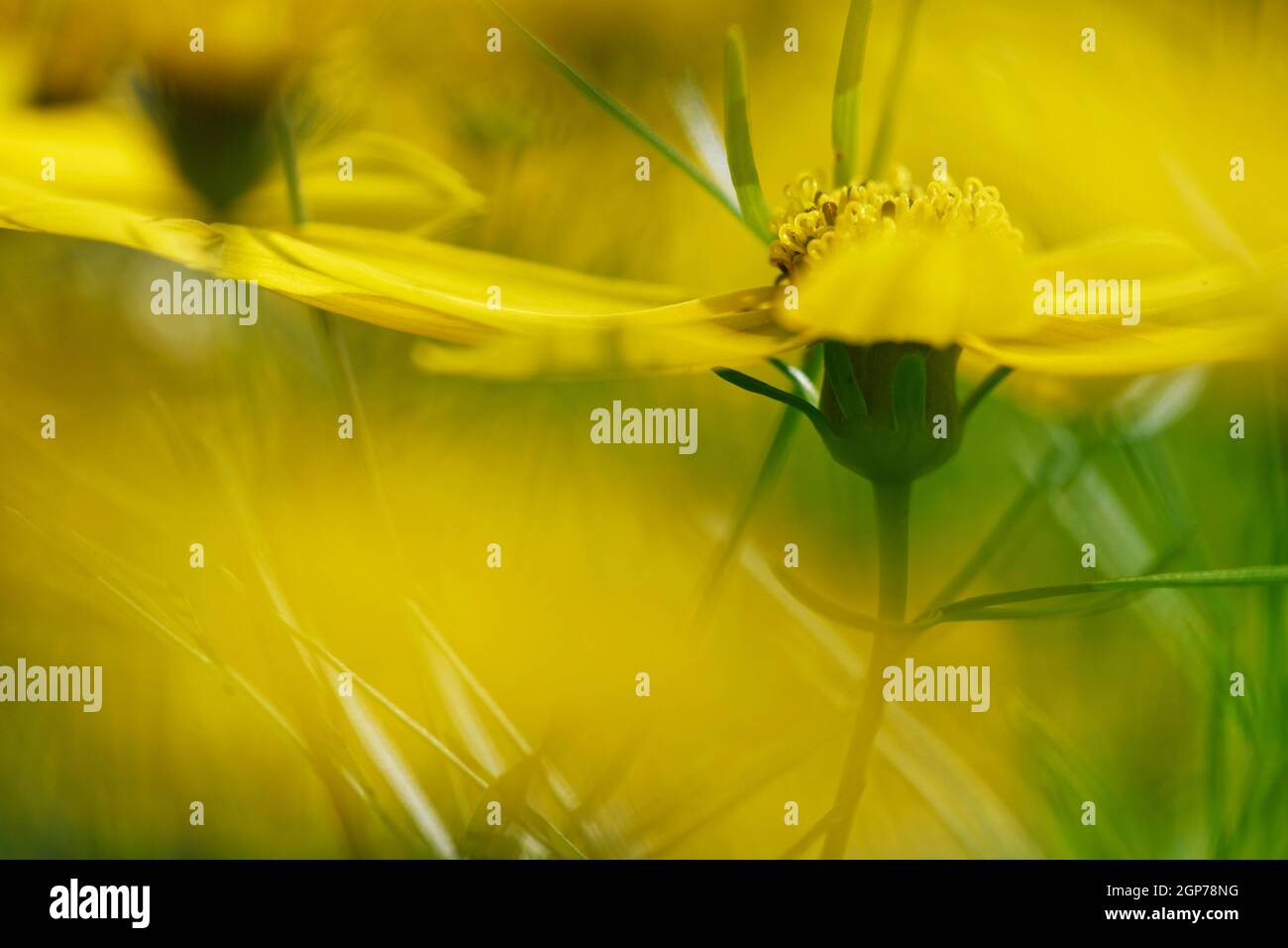 Tick seed (Coreopsis verticillata Stock Photo - Alamy