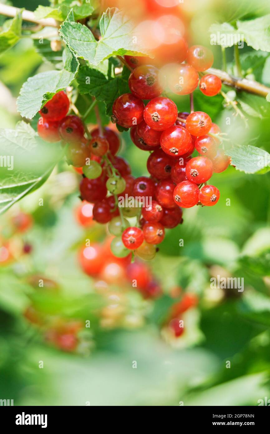 Fruits of the currant (Ribes rubrum Stock Photo - Alamy