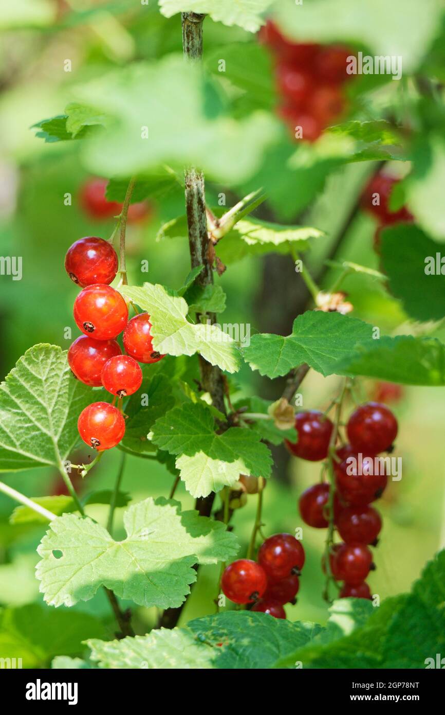 Fruits of the currant (Ribes rubrum Stock Photo - Alamy
