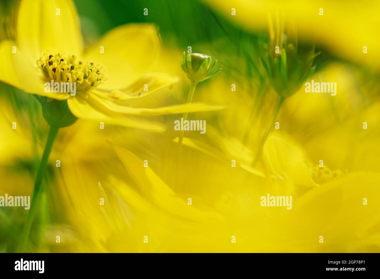 Yellow tick seed flower hi-res stock photography and images - Alamy
