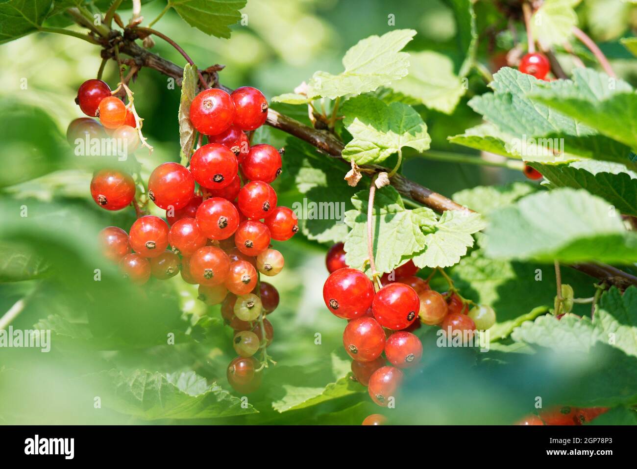 Fruits of the currant (Ribes rubrum Stock Photo - Alamy