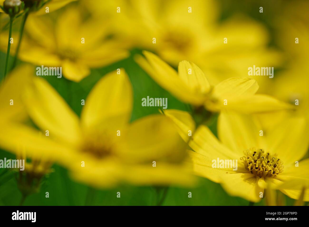 Tick seed (Coreopsis verticillata Stock Photo - Alamy