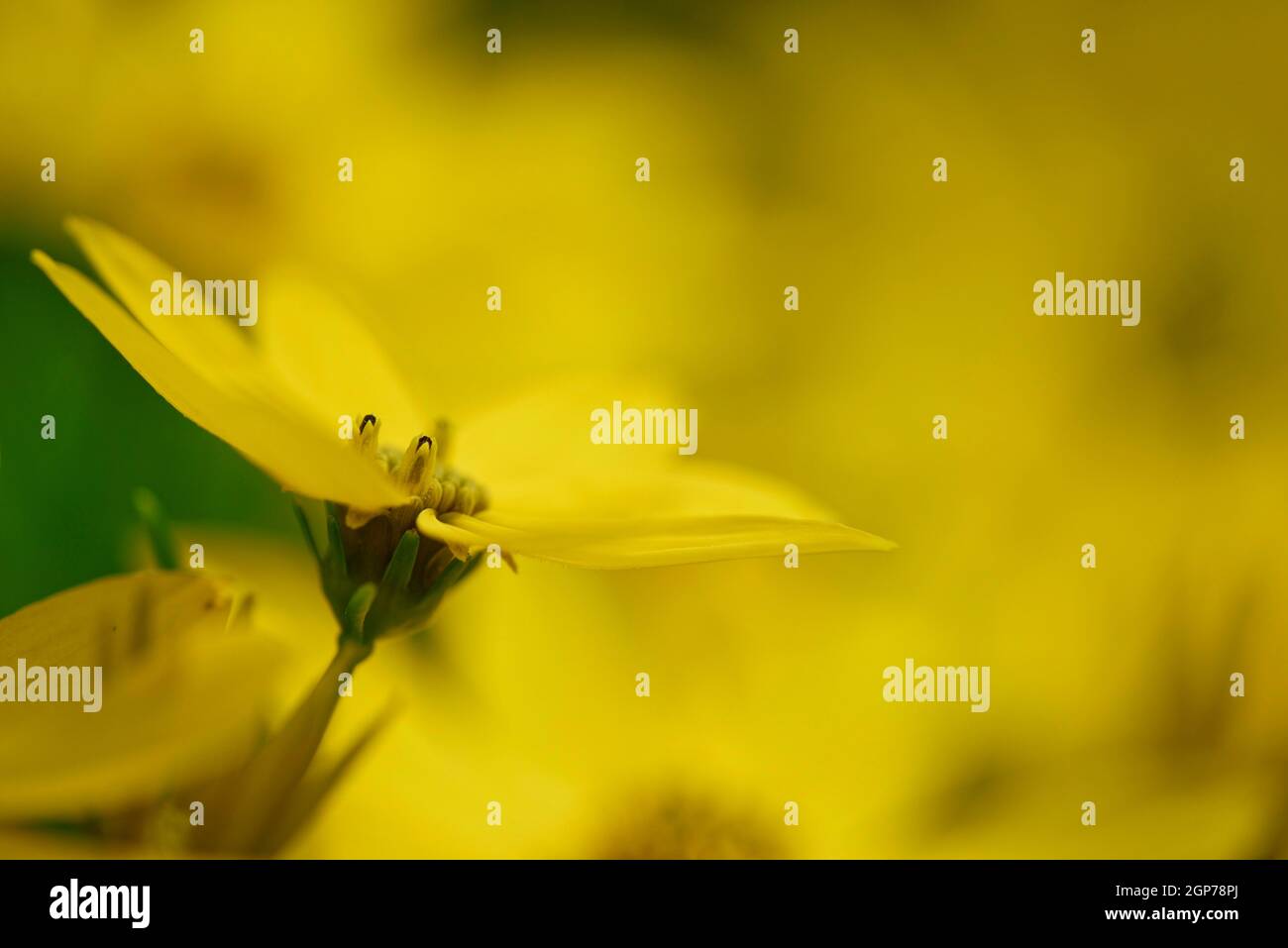 Tick seed (Coreopsis verticillata Stock Photo - Alamy