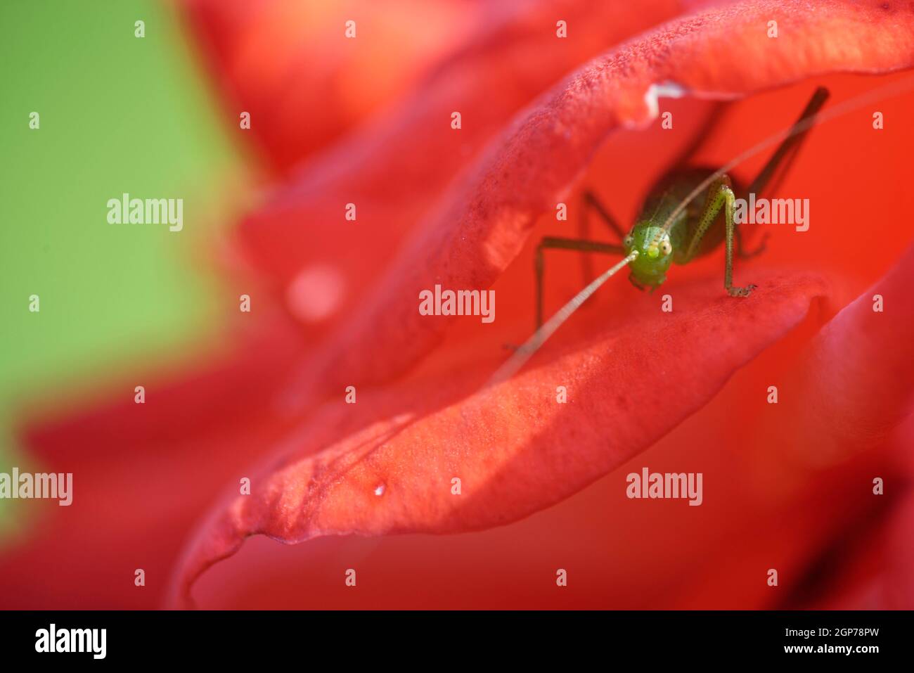 Speckled bush cricket hi-res stock photography and images - Alamy