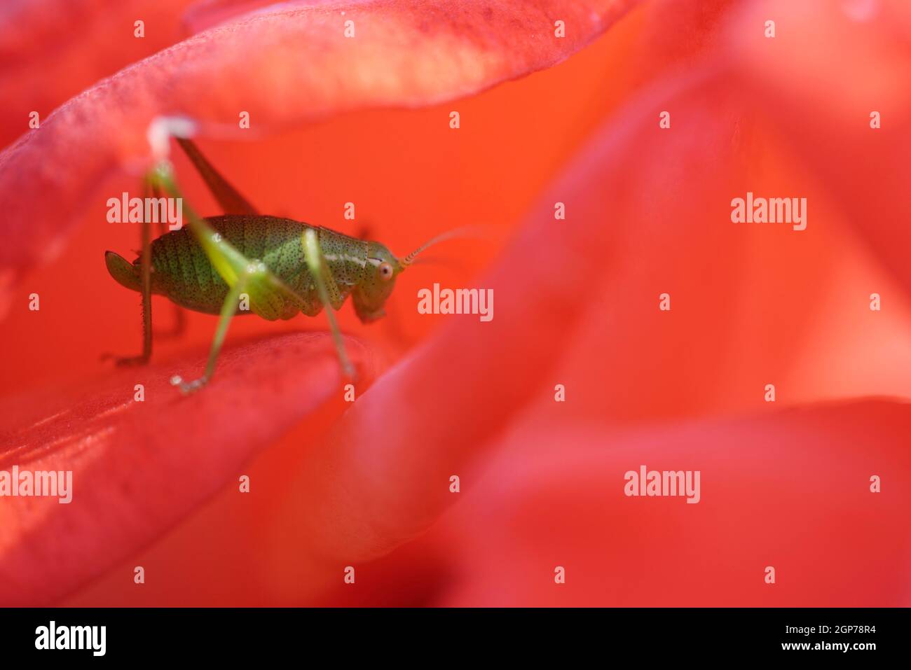 Speckled bush cricket hi-res stock photography and images - Alamy