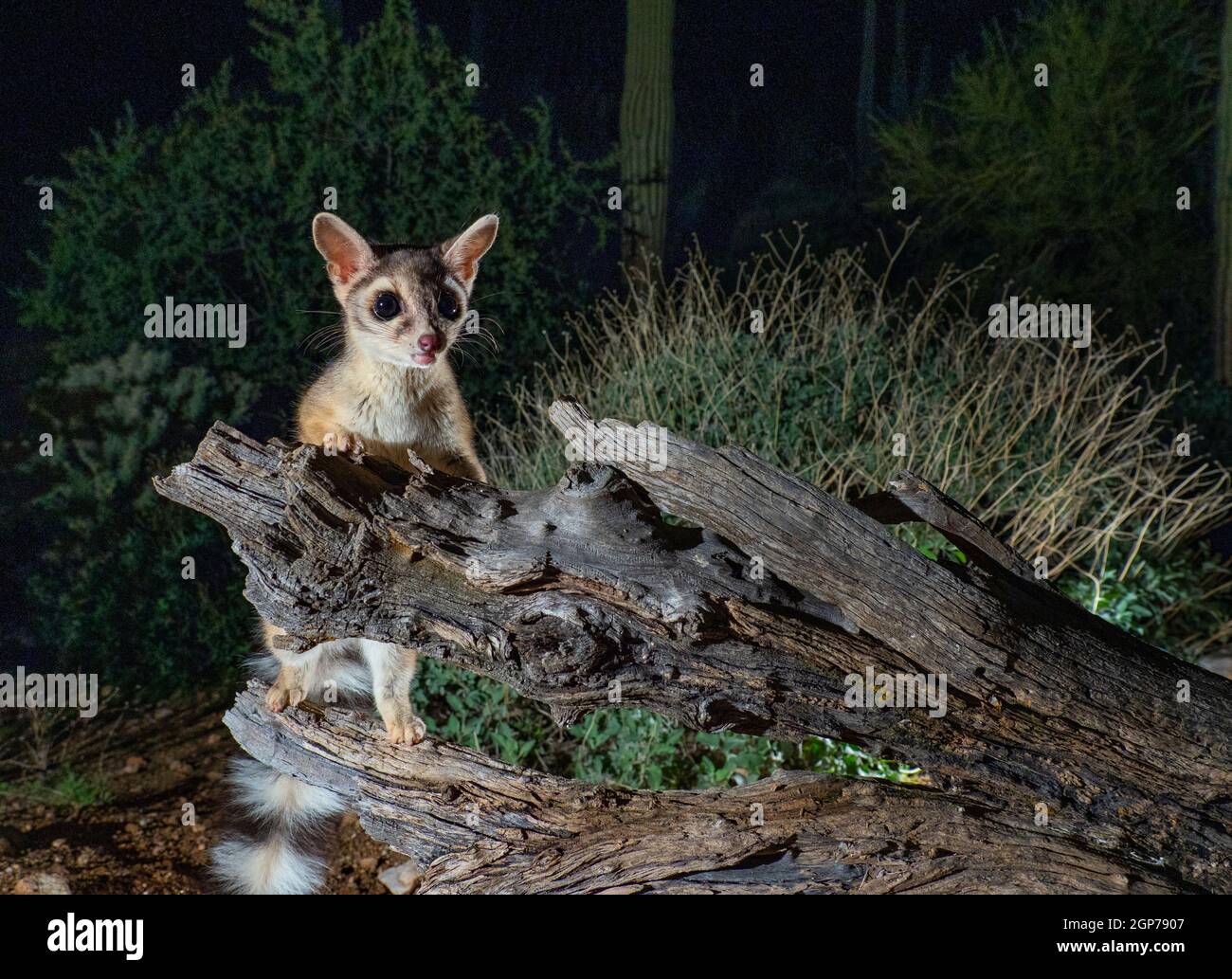 Ringtail cat hi-res stock photography and images - Alamy