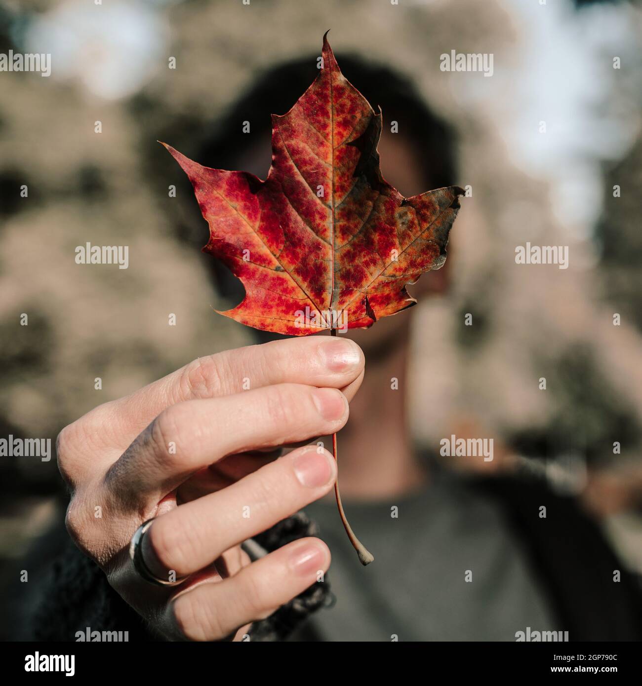 Close up of a maple leaf hi-res stock photography and images - Alamy