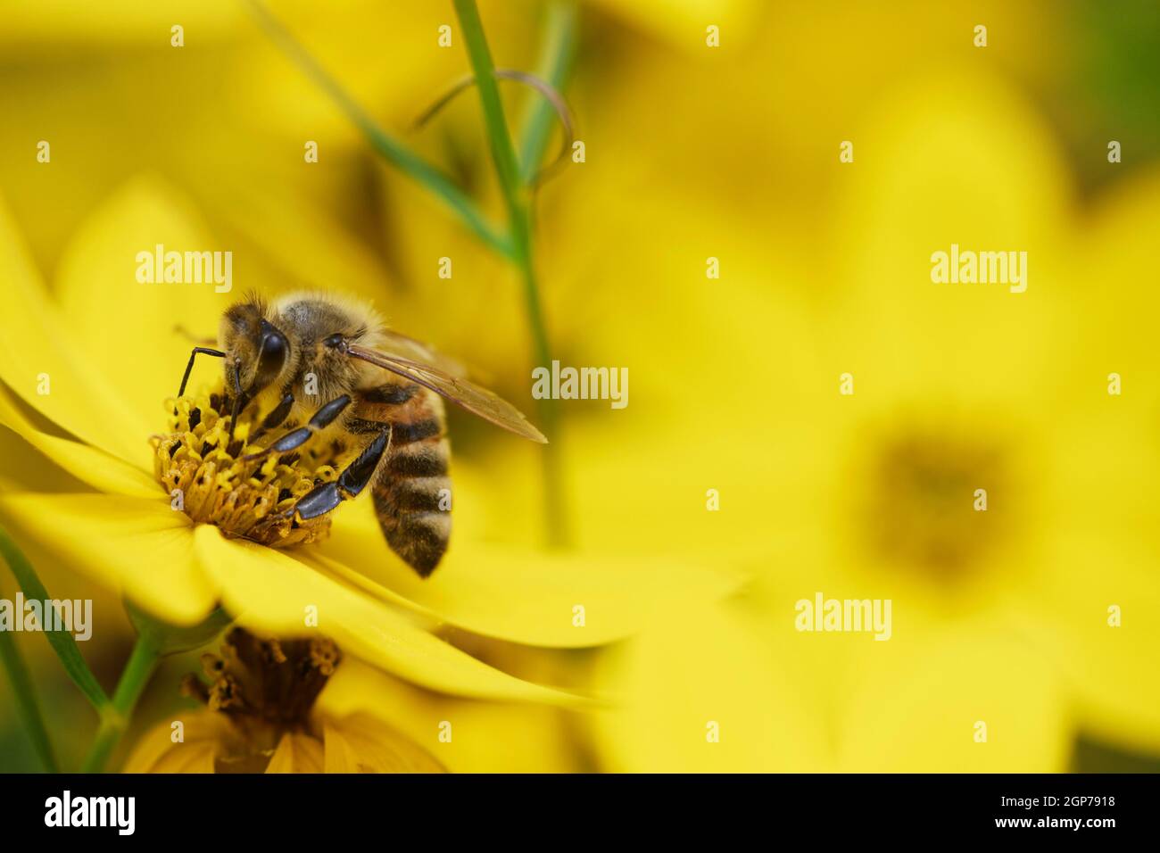 Honey bee (Apis mellifera) on tick seed (Coreopsis verticillata Stock ...