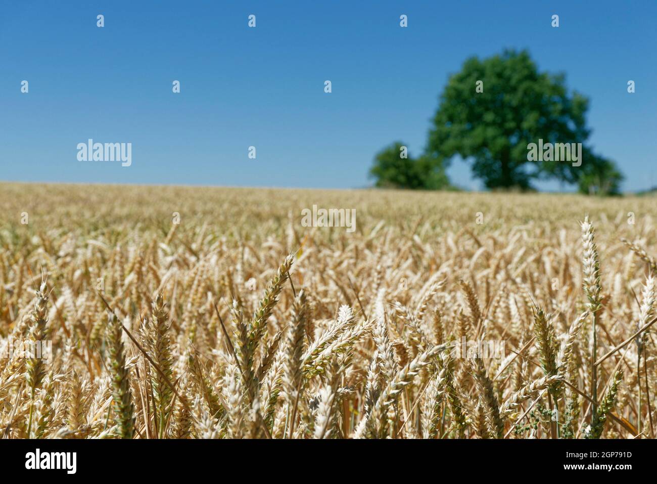 English cultural tree hi-res stock photography and images - Alamy