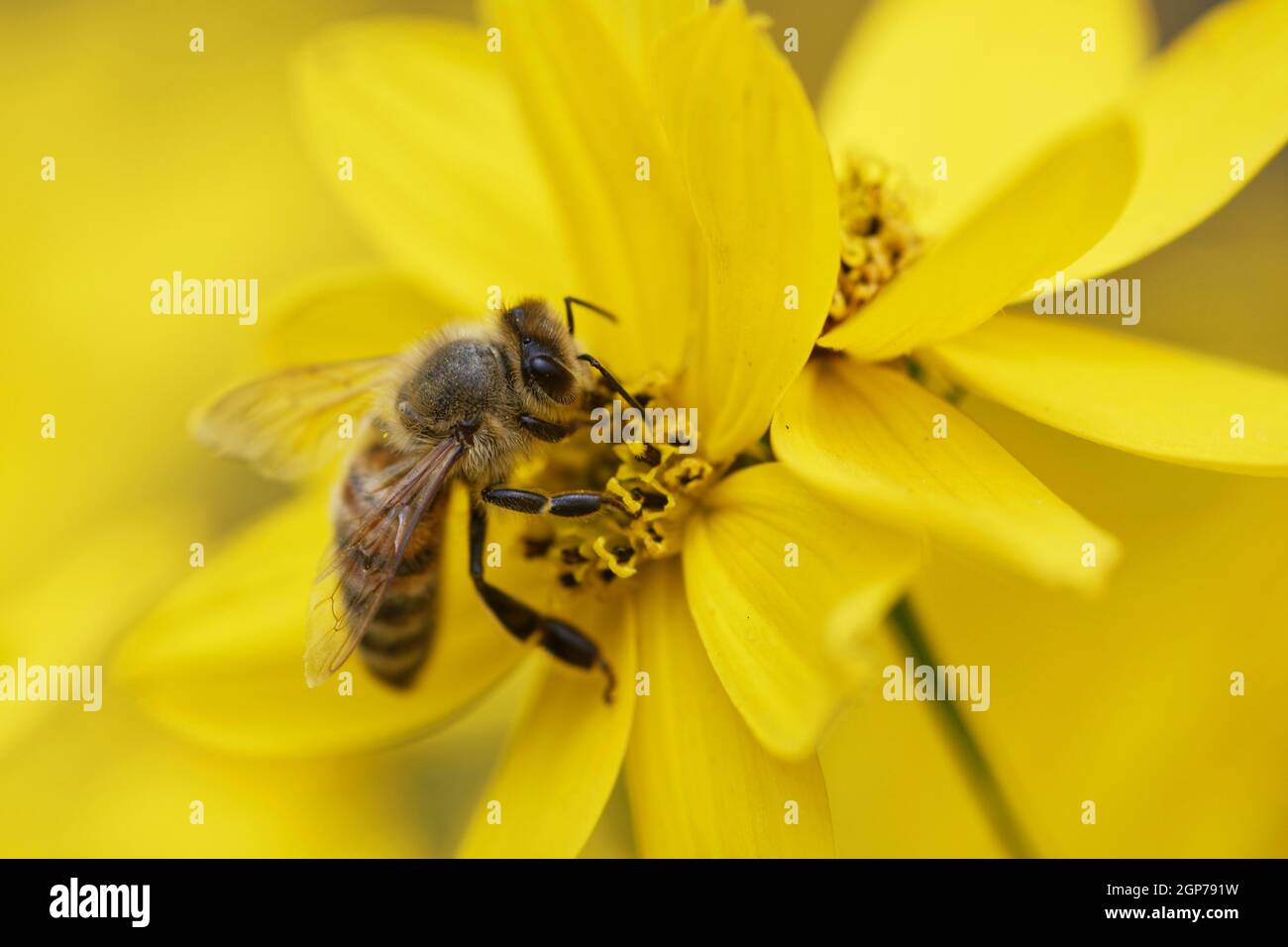 Honey bee (Apis mellifera) on tick seed (Coreopsis verticillata Stock ...