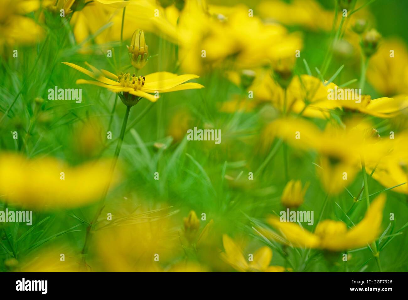 Tick seed (Coreopsis verticillata Stock Photo - Alamy