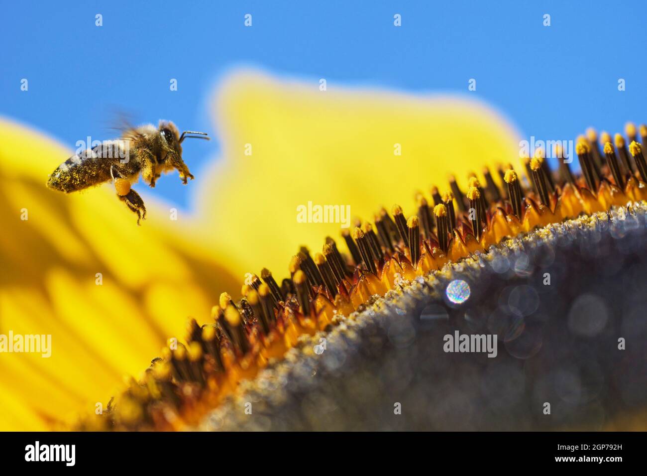 Bee pollen sunflower flying hi-res stock photography and images - Alamy