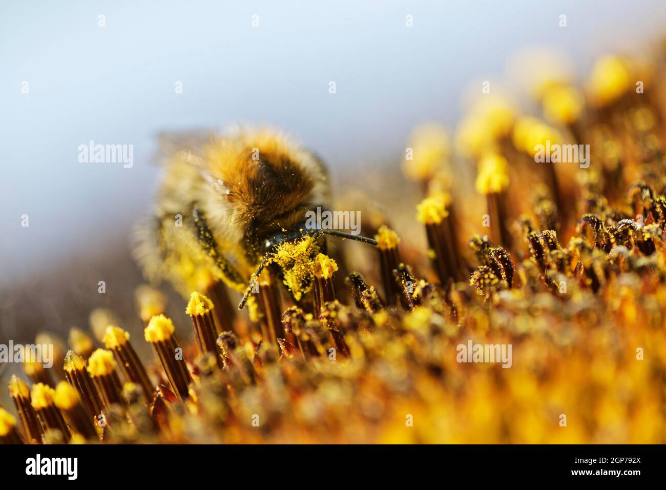 Common Carder-bee (Bombus pascuorum) on sunflower (Helianthus annuus ...