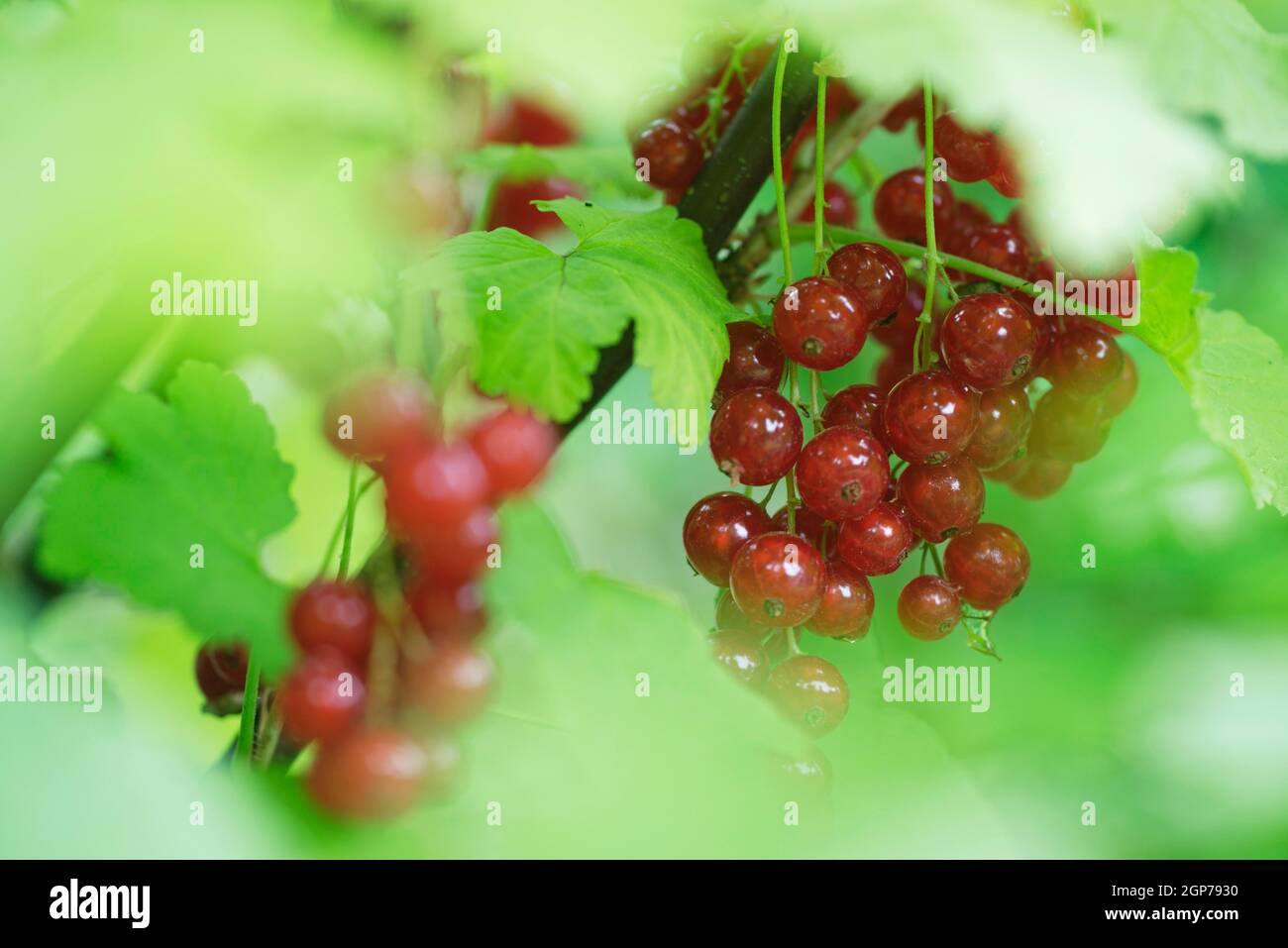 Fruits of the currant (Ribes rubrum Stock Photo - Alamy