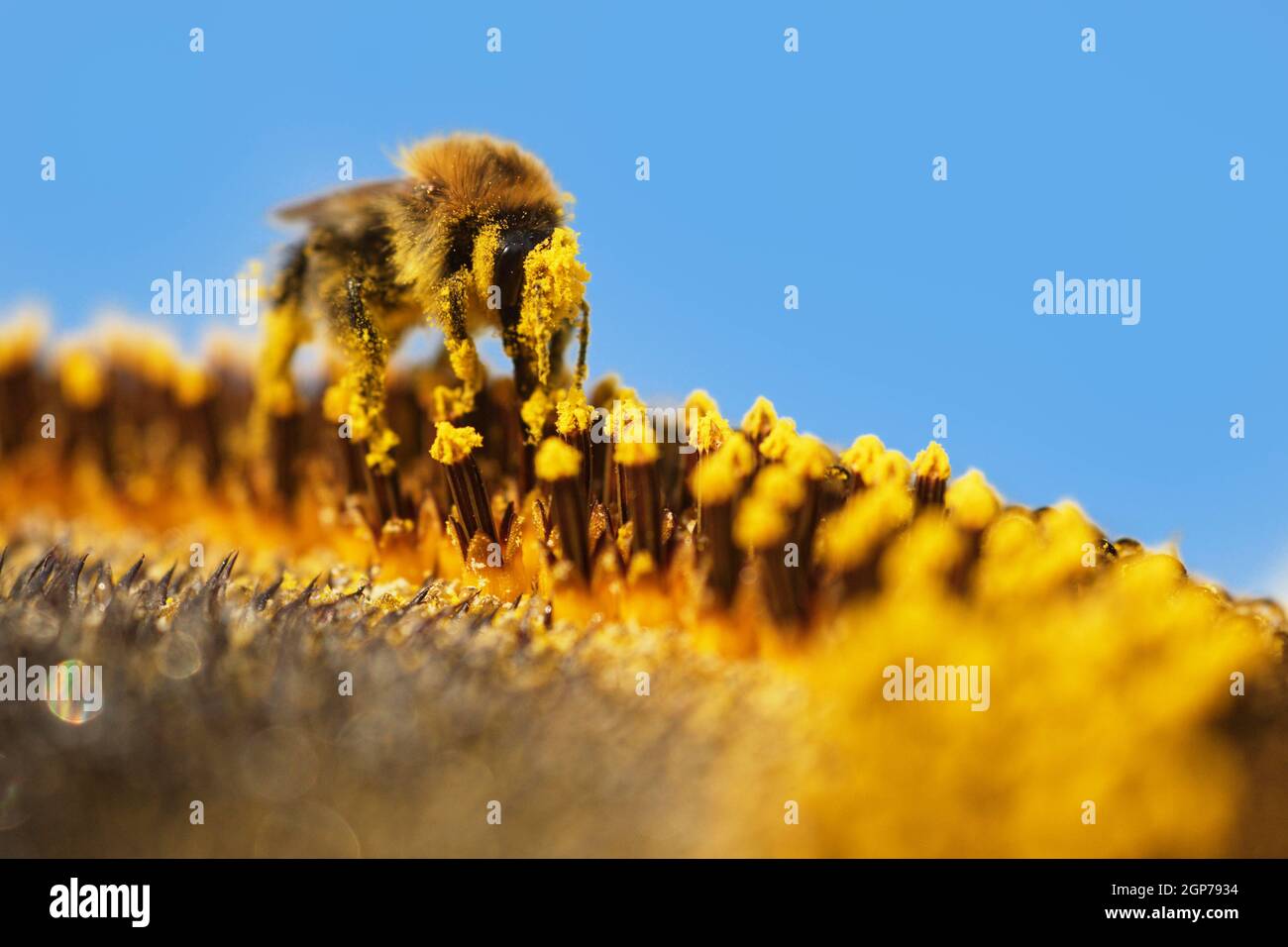 Common Carder-bee (Bombus pascuorum) on sunflower (Helianthus annuus ...