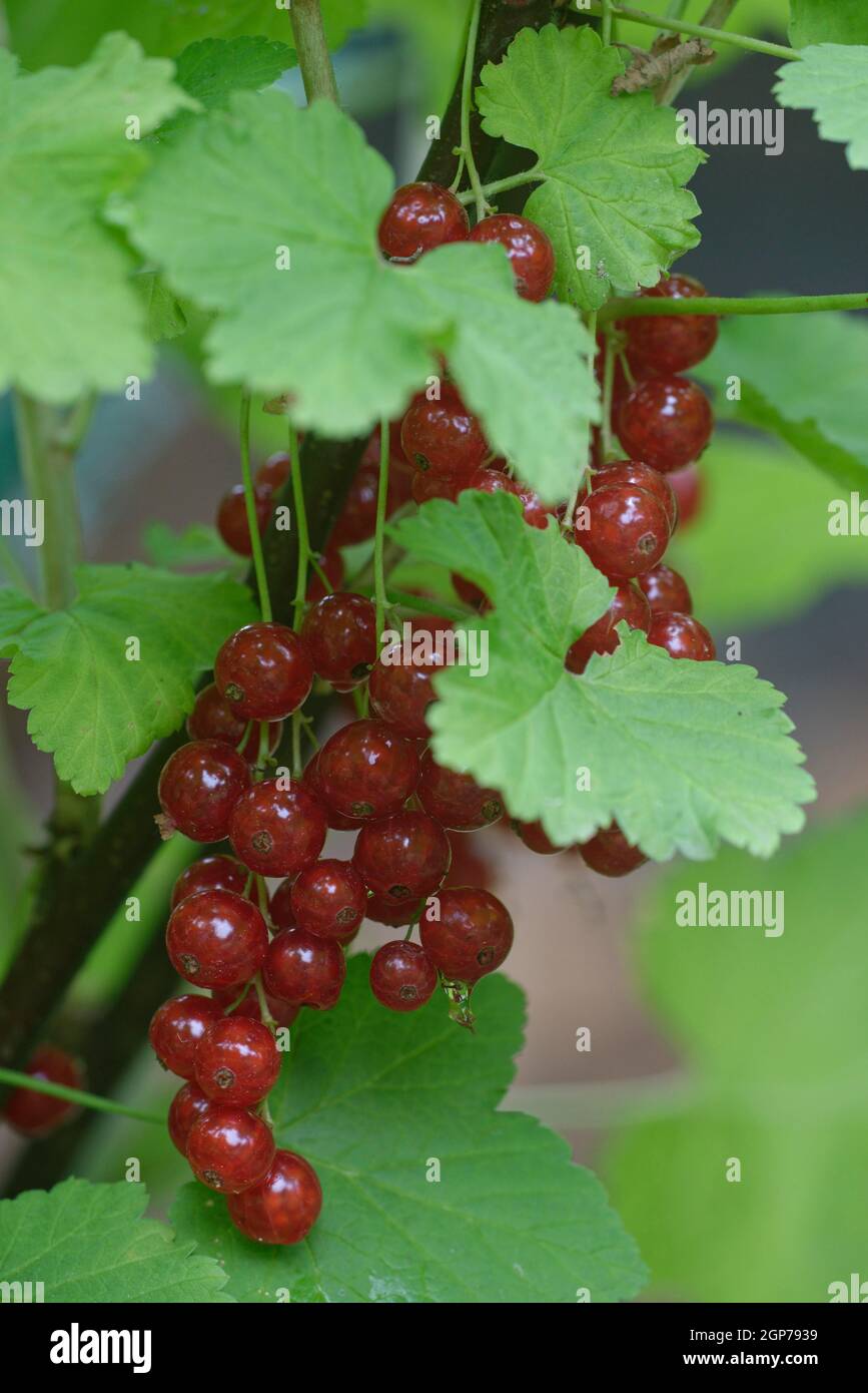 Fruits of the currant (Ribes rubrum Stock Photo - Alamy