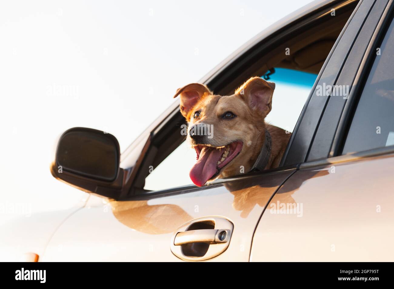 Why Do Some Dogs Tongues Hang Out All The Time