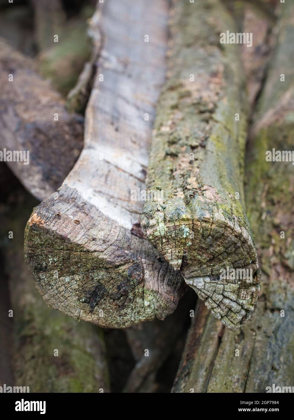 old logs of wood on a stack Stock Photo - Alamy