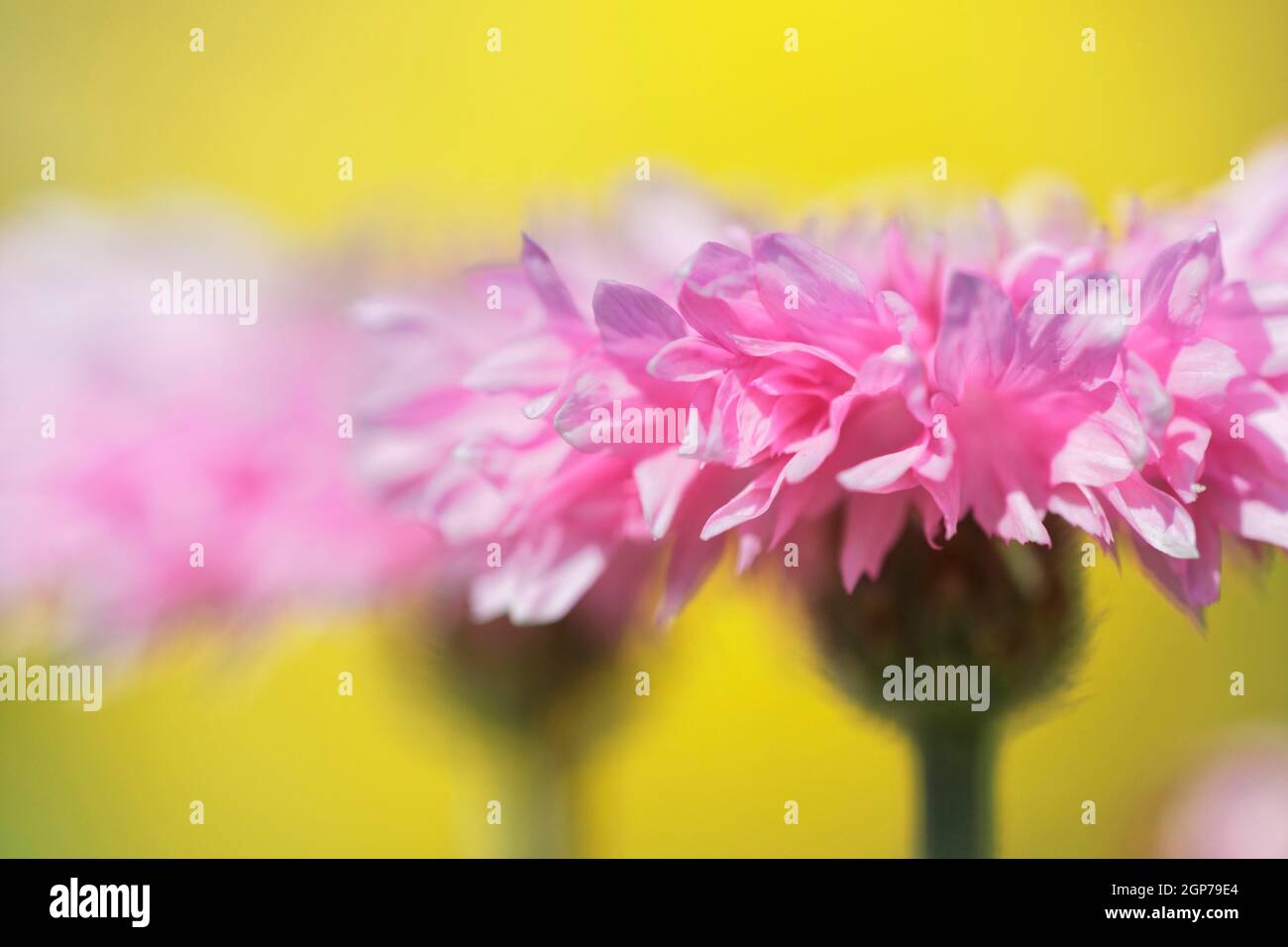 Cornflower (Centaurea cyanus), NRW, Germany Stock Photo - Alamy