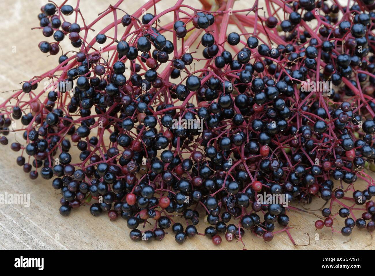 Sambucus nigra summer hi-res stock photography and images - Alamy