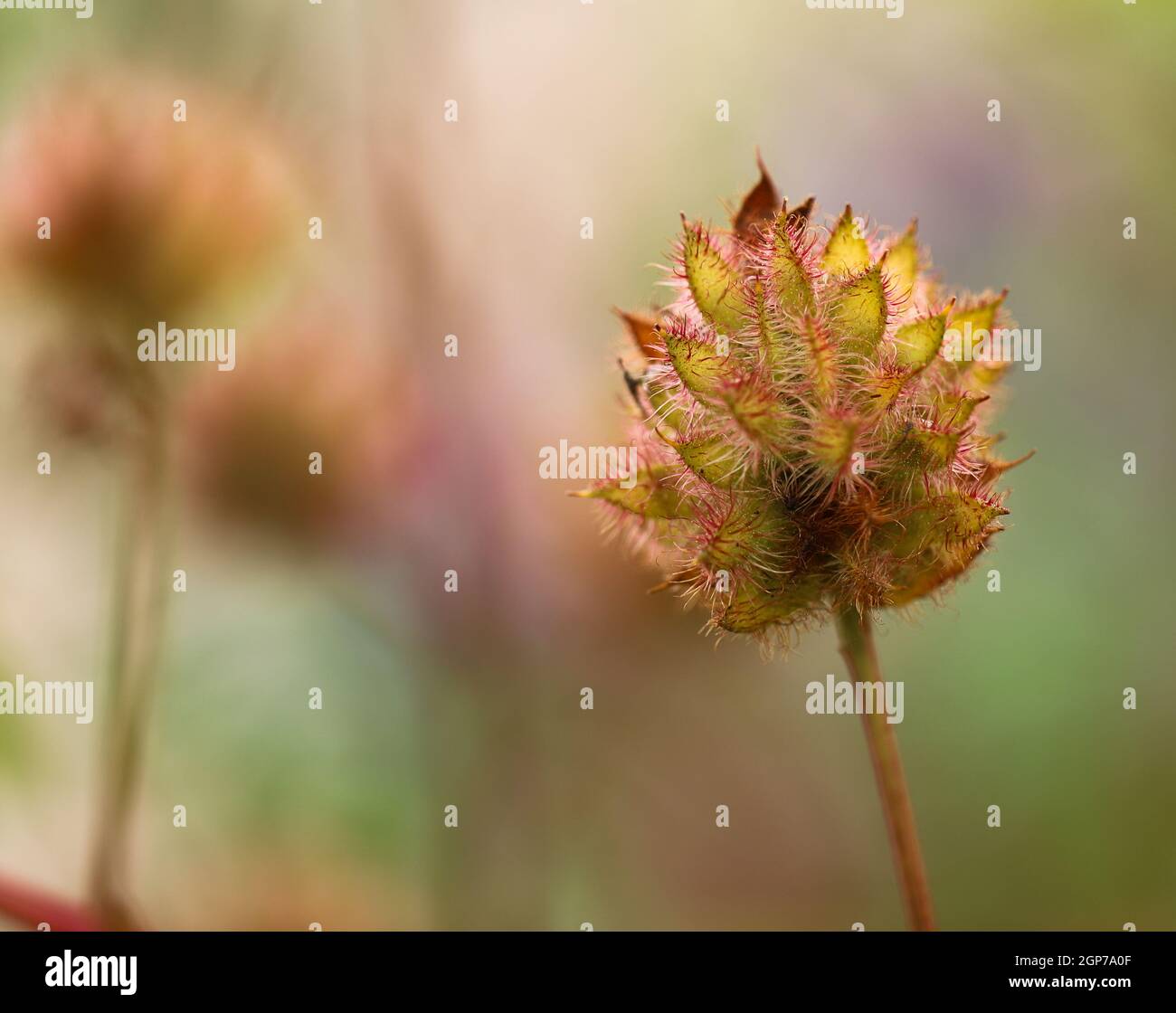 Spiky hairy seed pod Stock Photo - Alamy