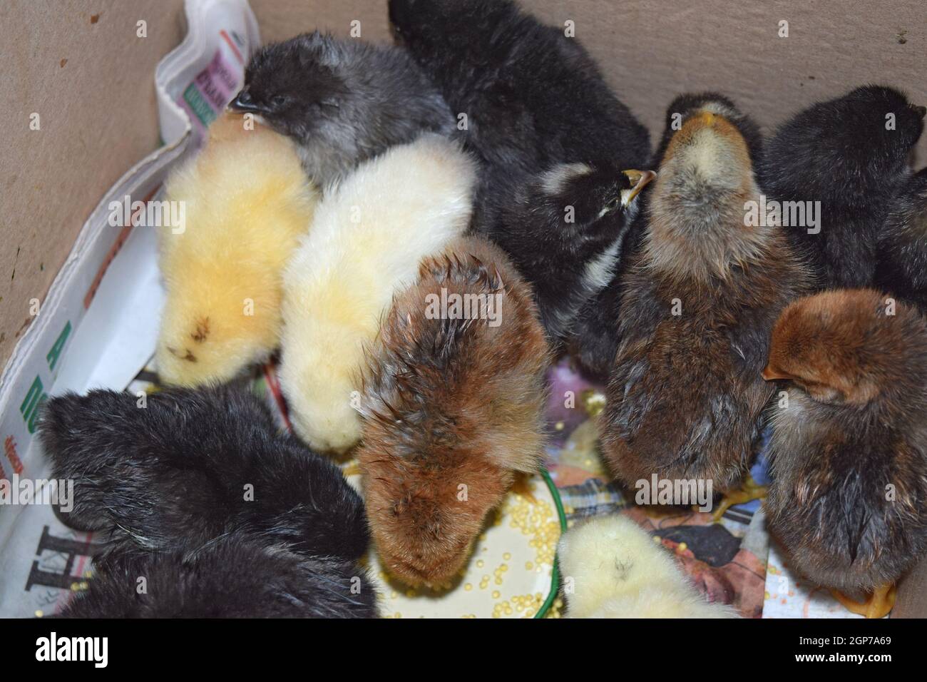Little chickens. Poultry in individual hen house Stock Photo - Alamy