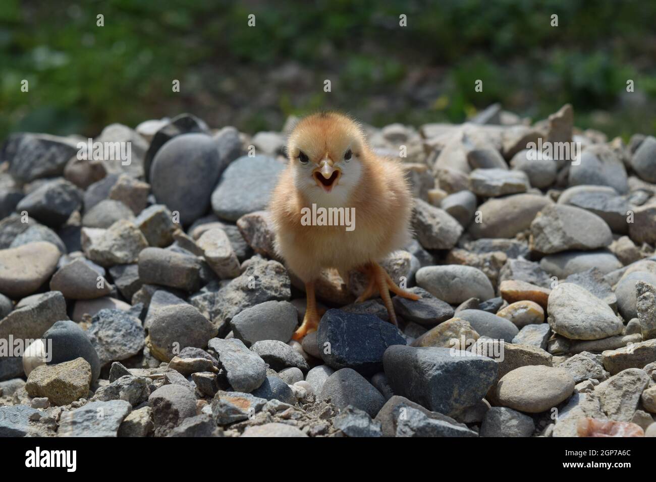 Subsidiary farming hi-res stock photography and images - Alamy
