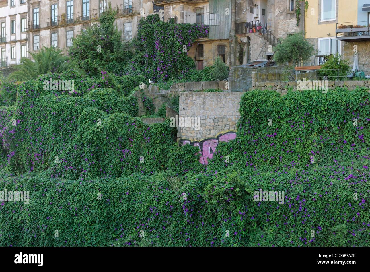 Europe portugal porto morning glory hi-res stock photography and images ...