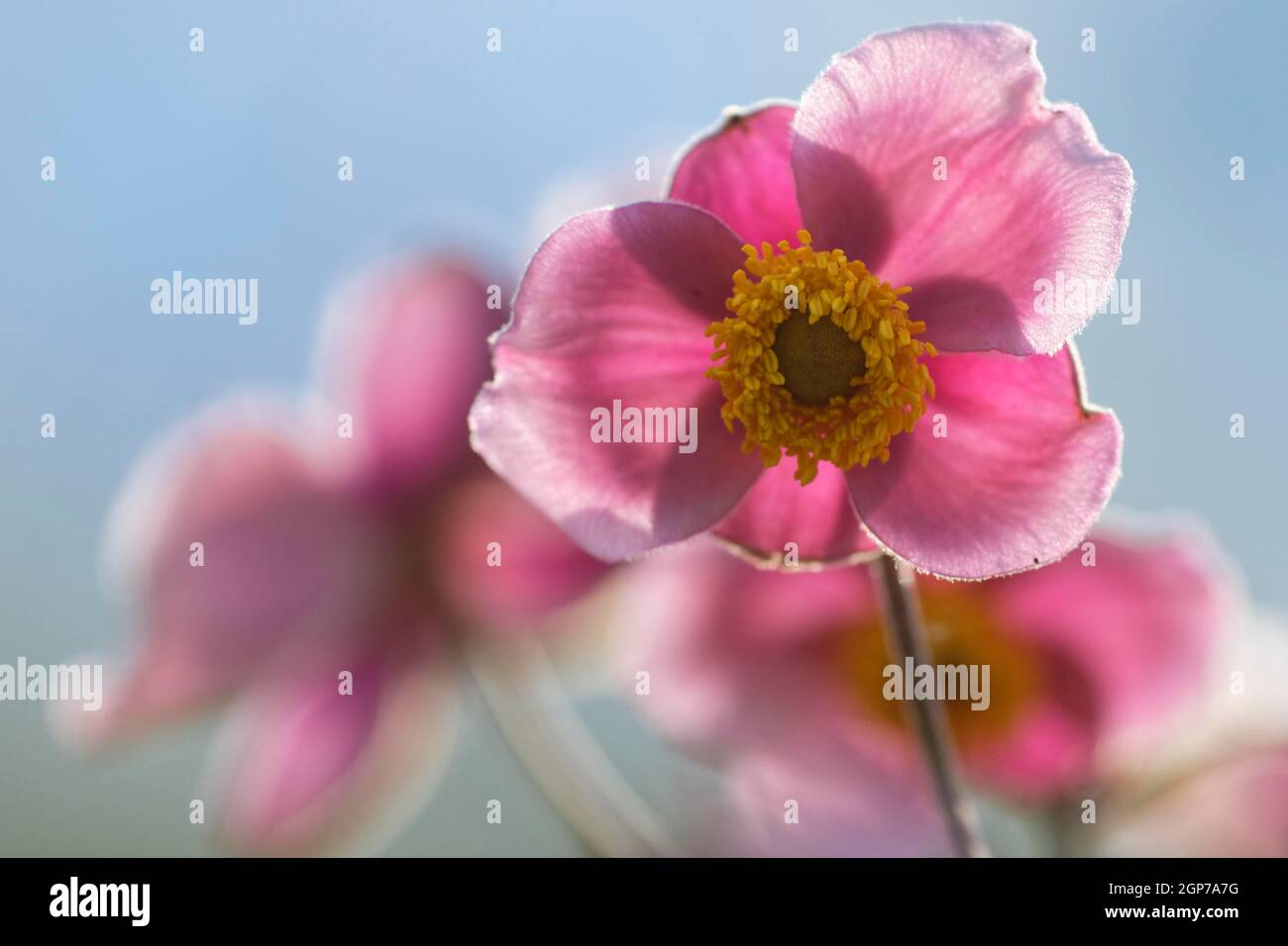 Chinese Anemone (Anemone hupehensis Stock Photo - Alamy