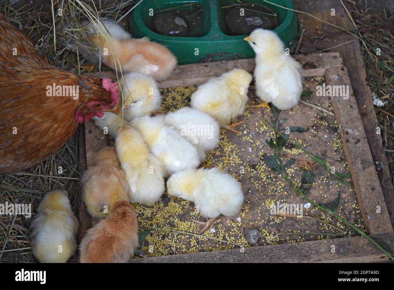 Chicken mother with chickens. Poultry in individual hen house Stock ...