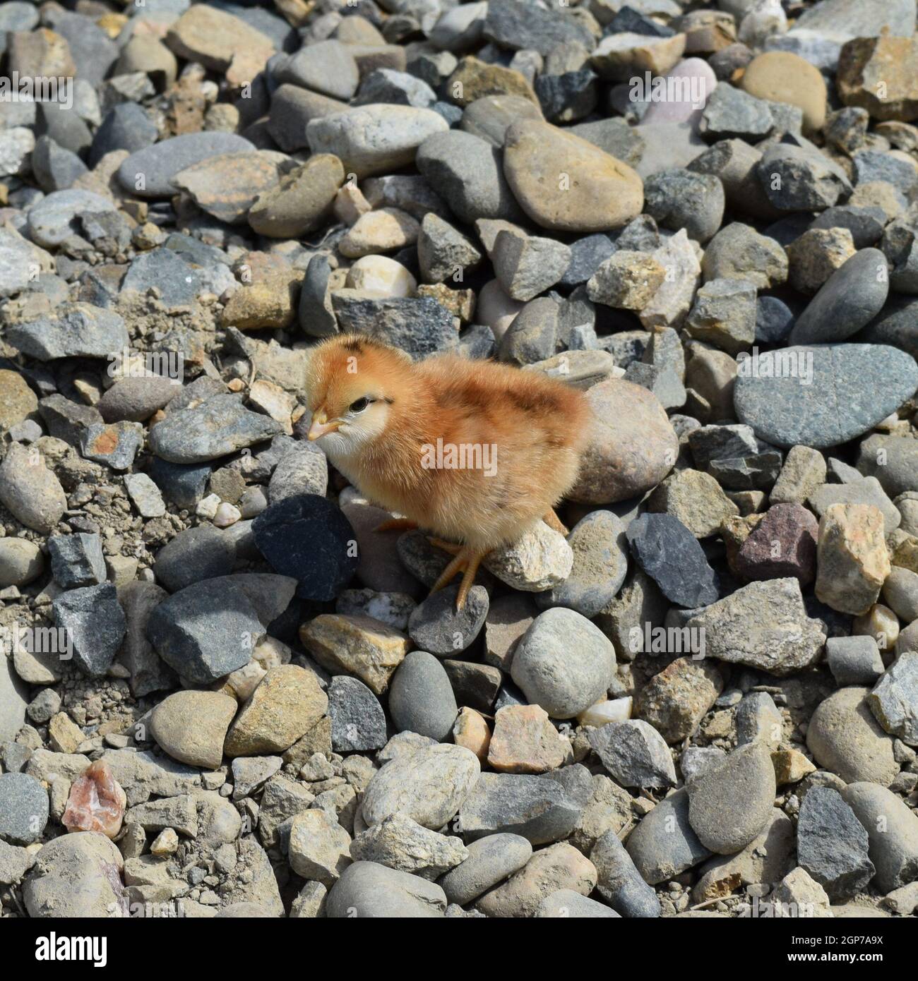Poultry maintenance hi-res stock photography and images - Alamy
