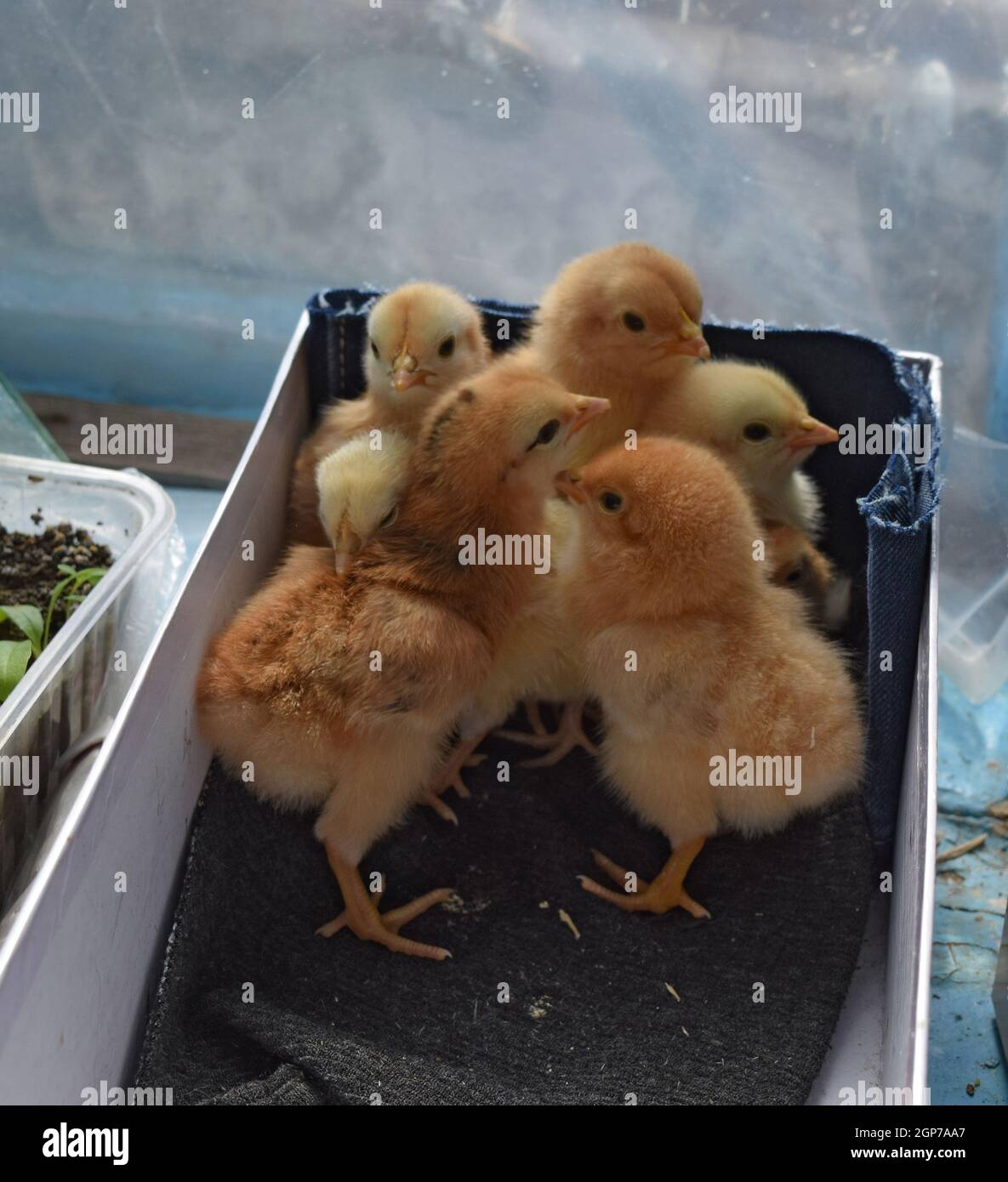 Little chickens. Poultry in individual hen house Stock Photo - Alamy