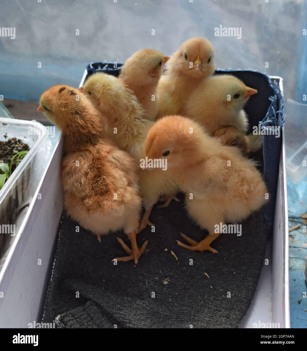 Little chickens. Poultry in individual hen house Stock Photo - Alamy