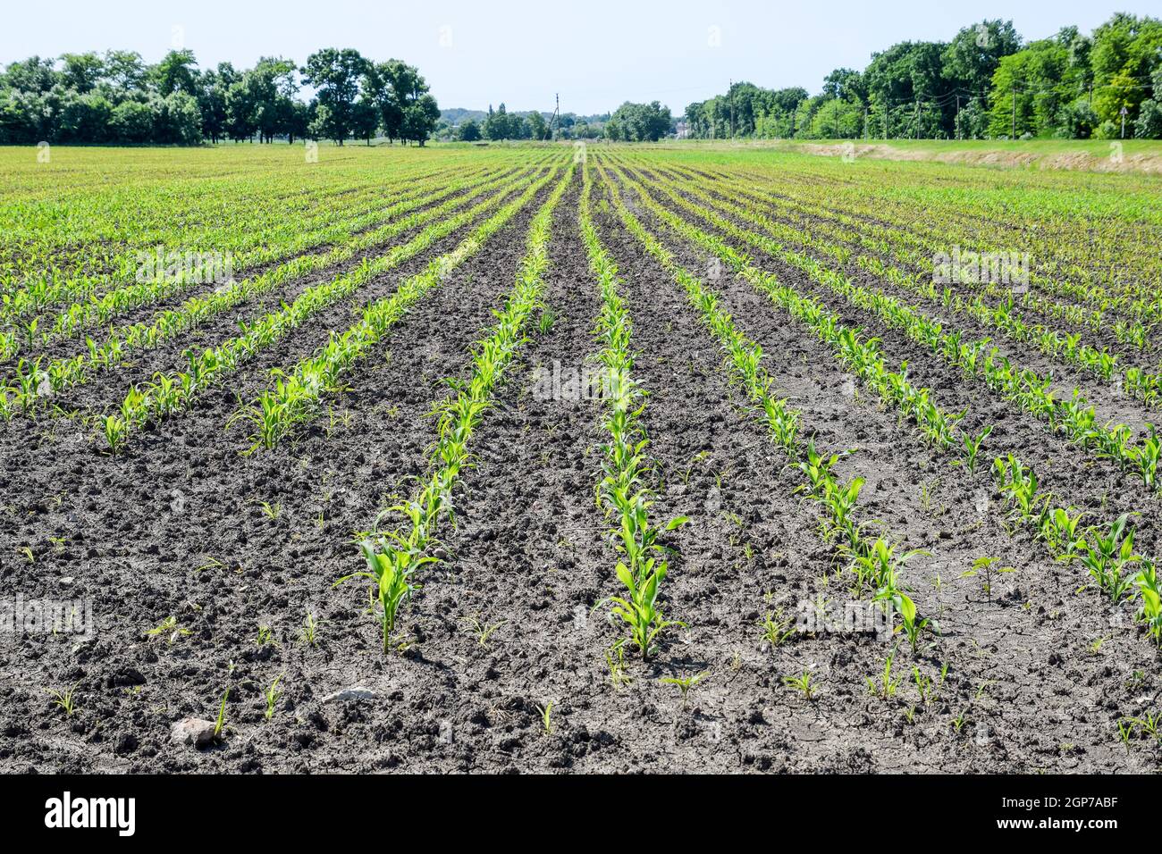 Close up corn seedlings hi-res stock photography and images - Alamy