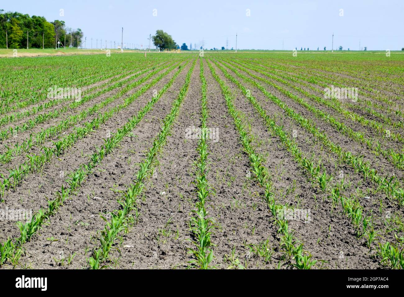Garden sweet corn seedlings hi-res stock photography and images - Alamy