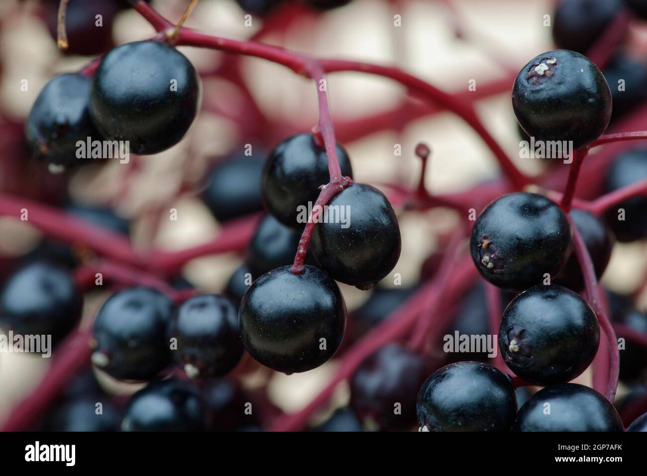 Berries of the black elder (Sambucus nigra Stock Photo - Alamy