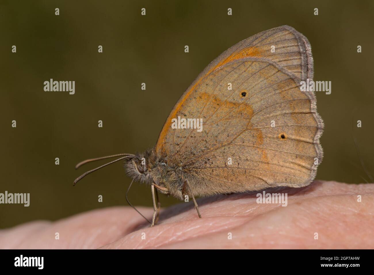 Large pearl butterfly (Maniola jurtina Stock Photo - Alamy