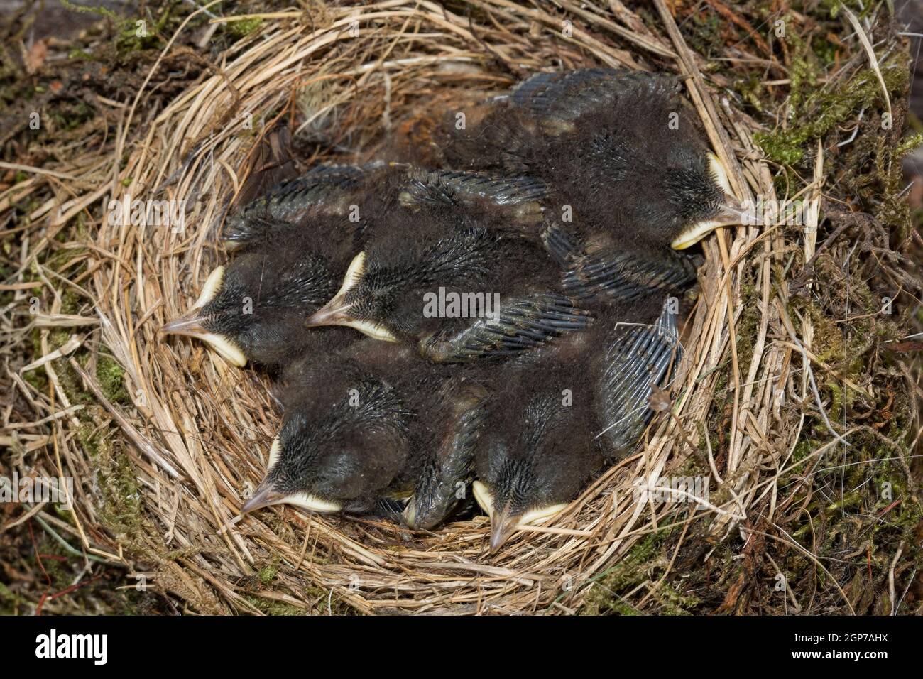 Black redstart (Phoenicurus ochruros), chick in nest Stock Photo - Alamy