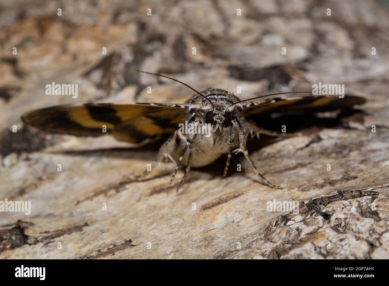 The yellow bands underwing moth hi-res stock photography and images - Alamy
