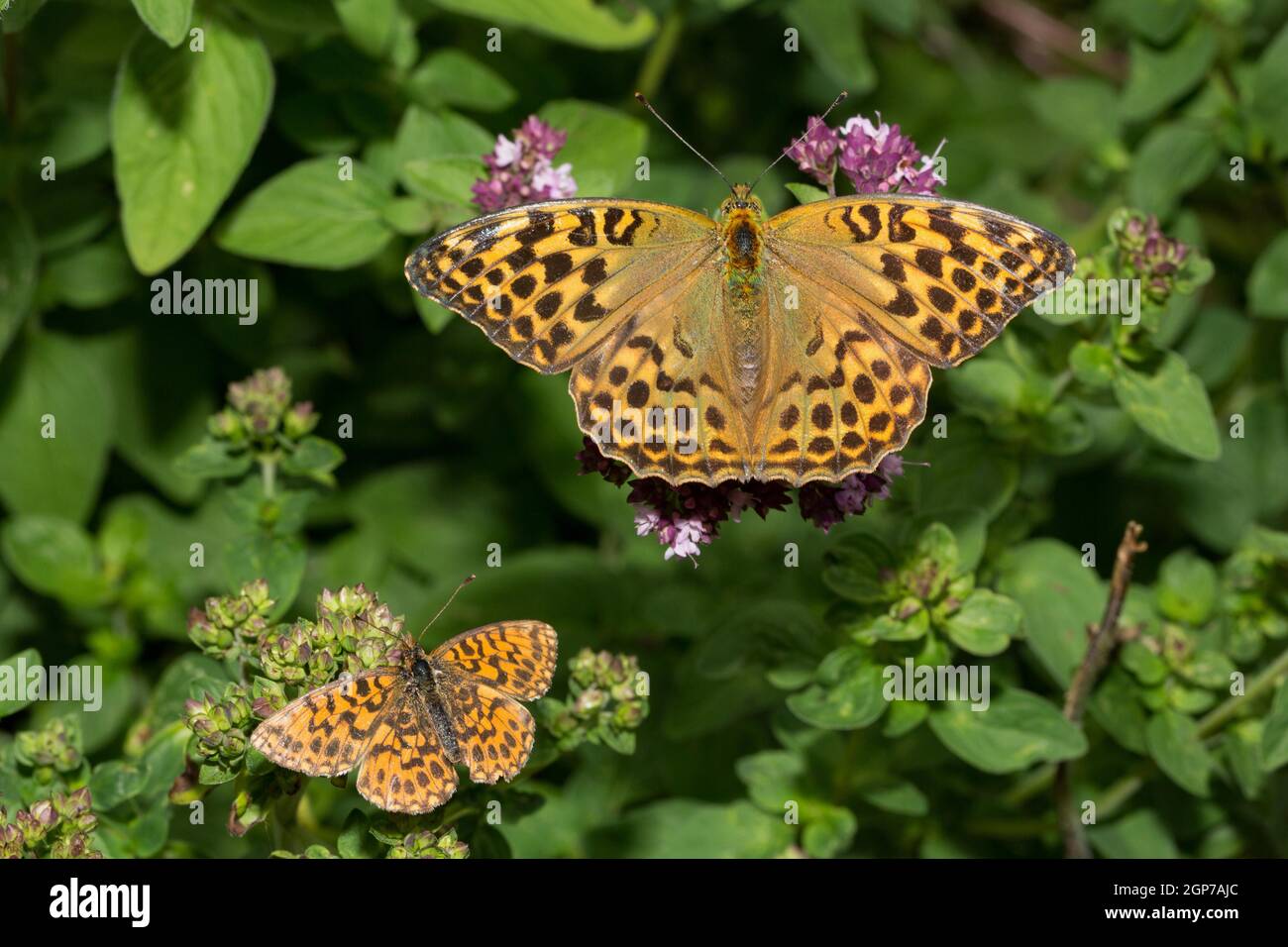 Silver bordered fritillary butterfly hi-res stock photography and ...