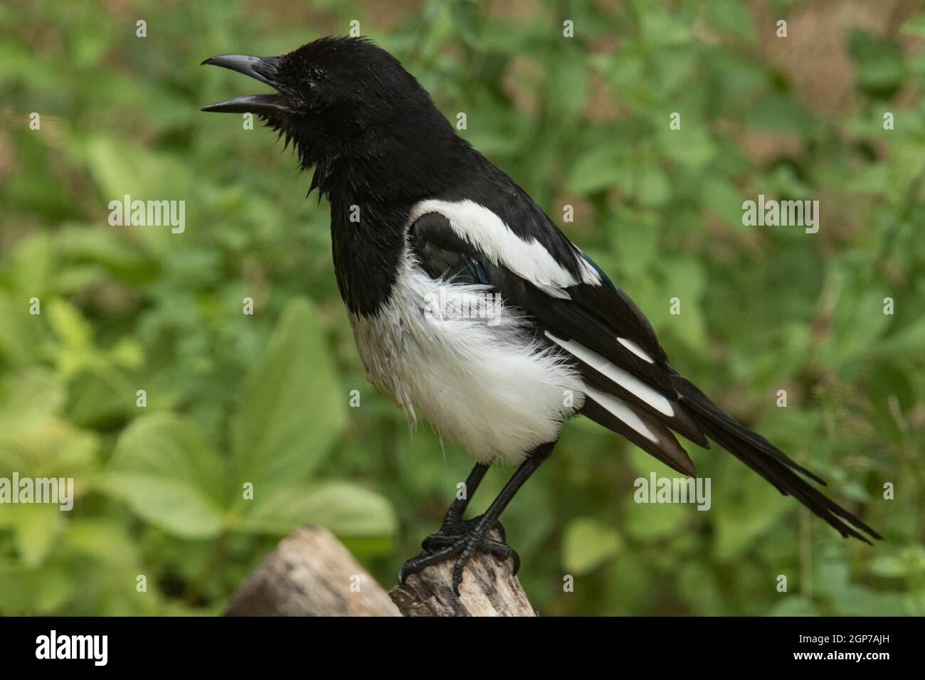Magpie call bird hi-res stock photography and images - Alamy