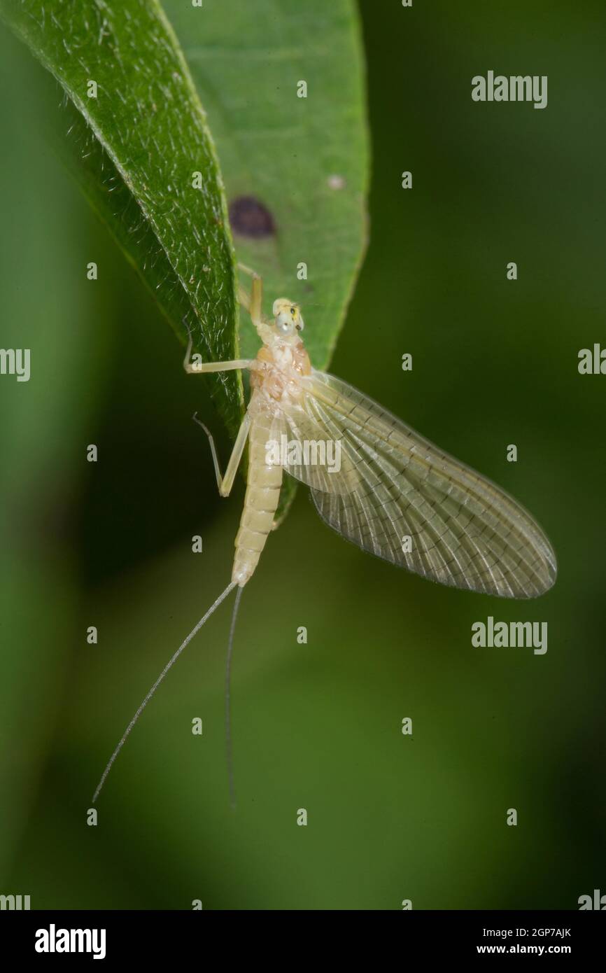 Yellow mayfly (Potamanthus luteus Stock Photo - Alamy