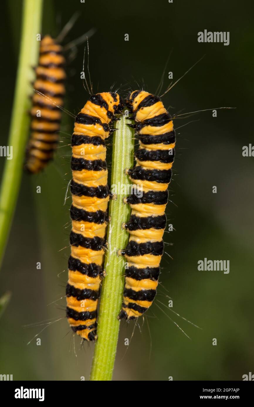 Cinnabar Moth (Tyria jacobaeae), caterpillars Stock Photo - Alamy