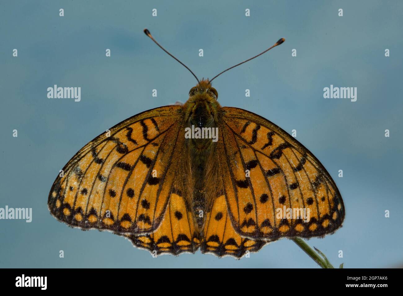 Large pearl butterfly (Maniola jurtina Stock Photo - Alamy