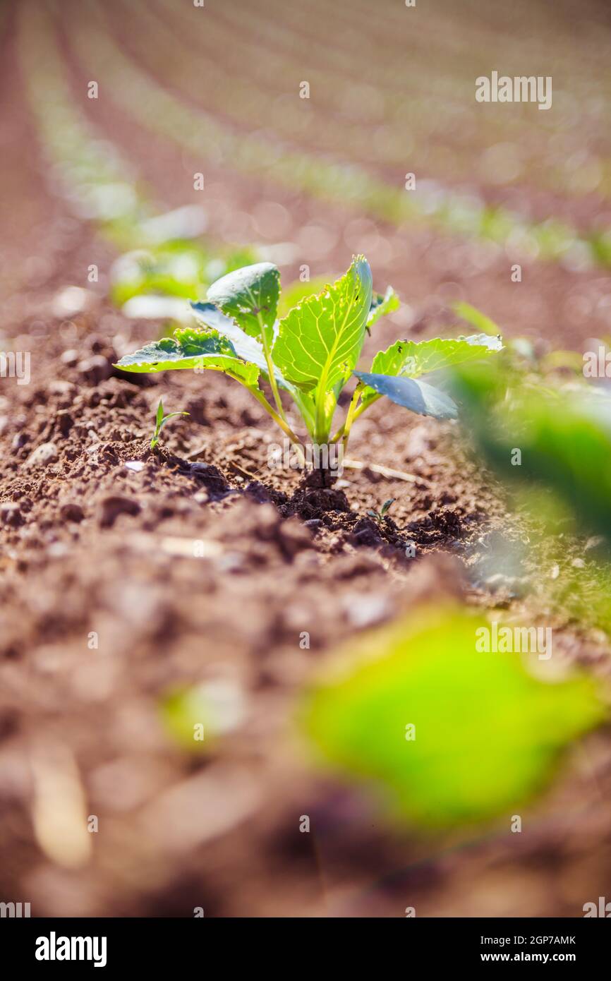 Fresh, green and fertile agriculture plants, grass Stock Photo - Alamy
