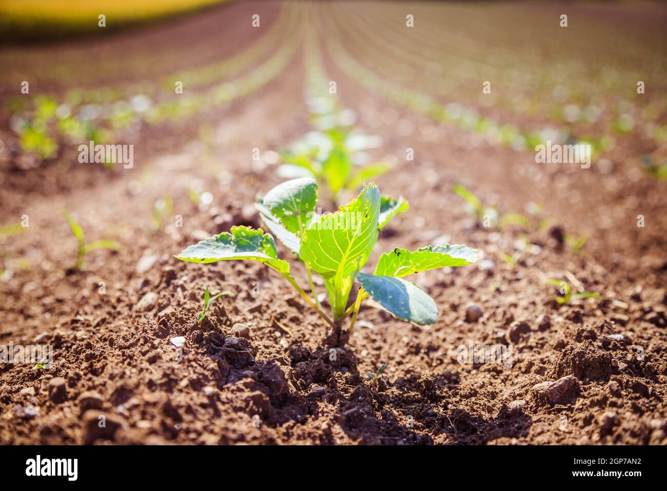 Fresh, green and fertile agriculture plants, grass Stock Photo - Alamy